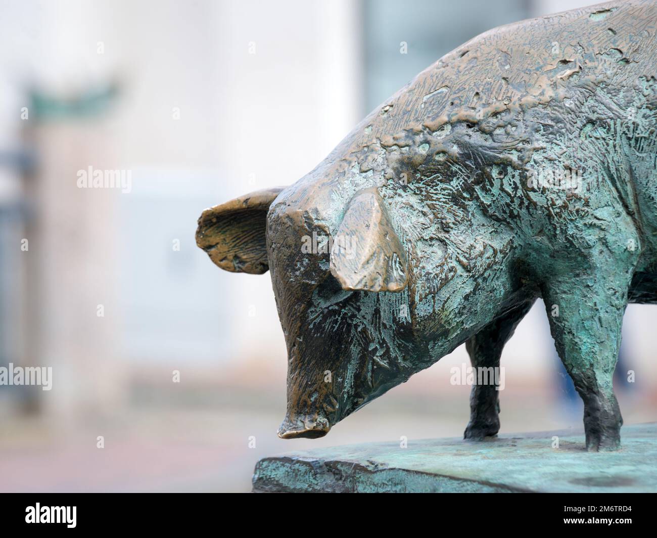 Pig as a bronze statue on the canal bridge in the city of Wismar Stock ...