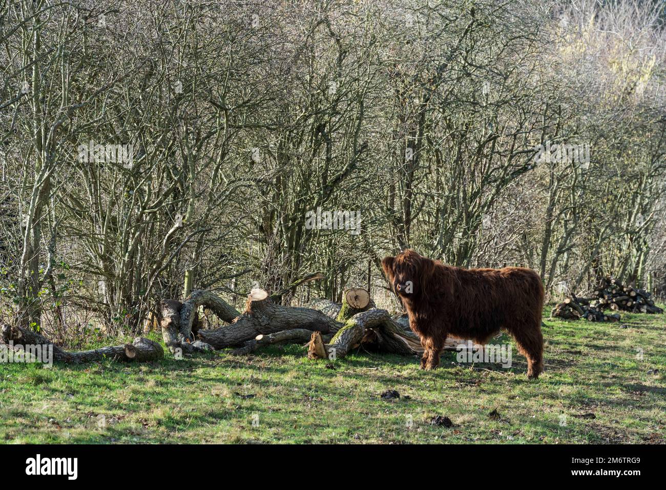 The Hirsel, country house of the Douglas-Home family. Cattle Stock ...