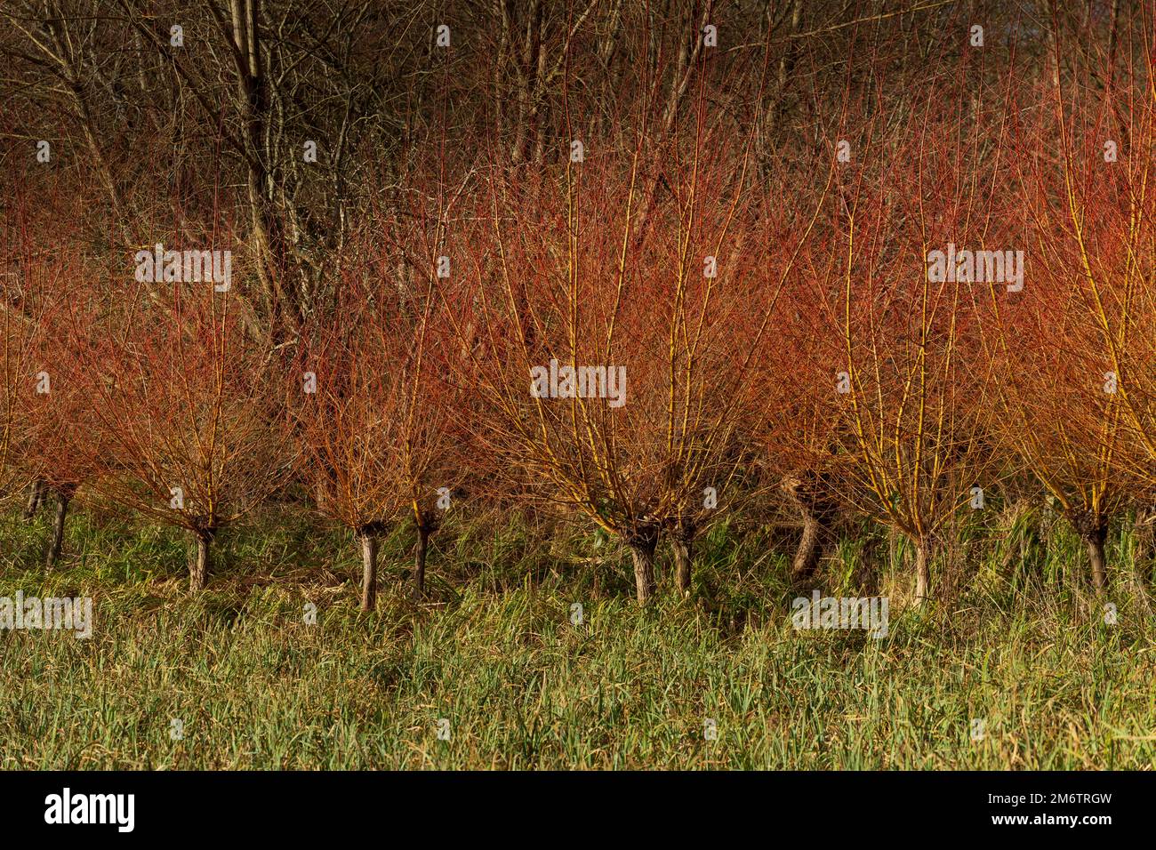 Alec mansion hi-res stock photography and images - Alamy