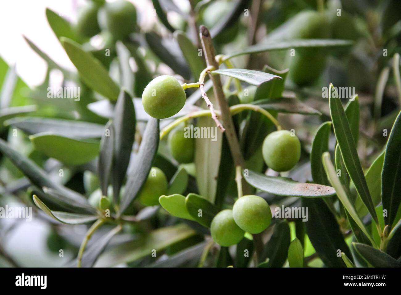 Natural olive tree view hi-res stock photography and images - Alamy