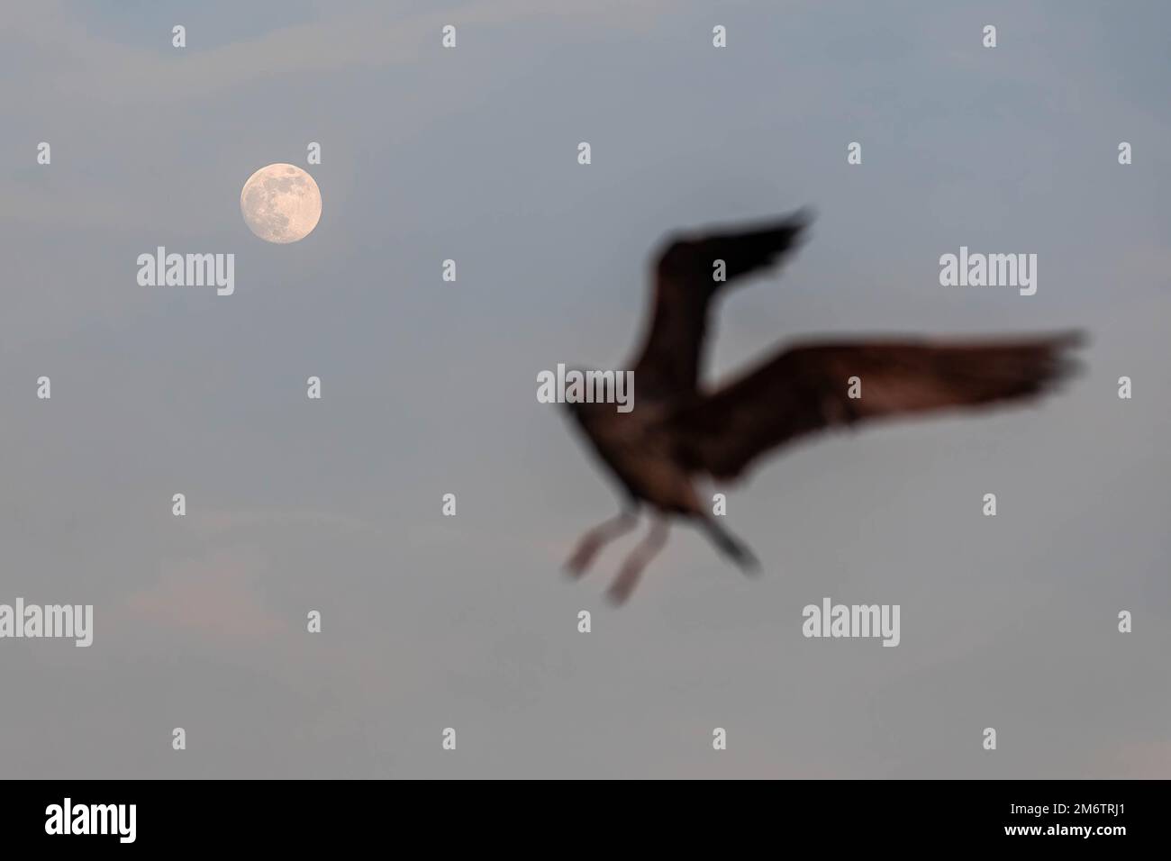 Istanbul, Turkey. 5th Jan, 2023. A full moon and a flying seagull seen ...