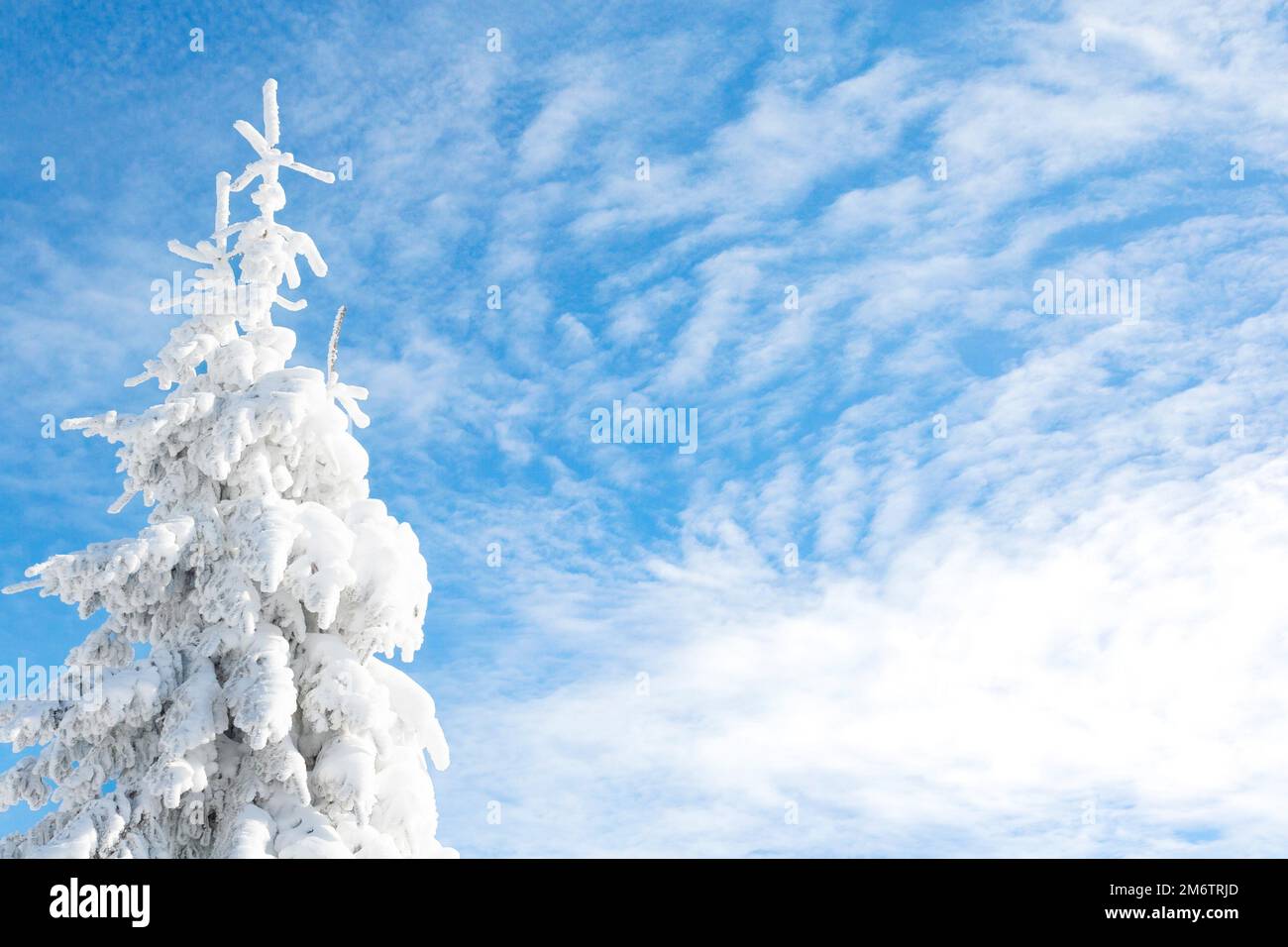 Christmas background with snowy fir tree Stock Photo - Alamy