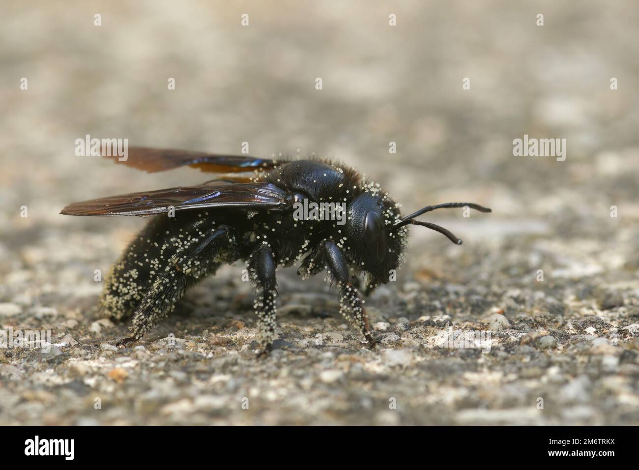 Detailed closeup on a large black carpenter bee, Xylocopa violacea ...