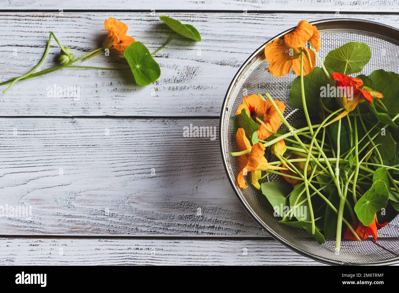 Nasturtium plants, Monks cress flowers and leaves prepared for cooking ...