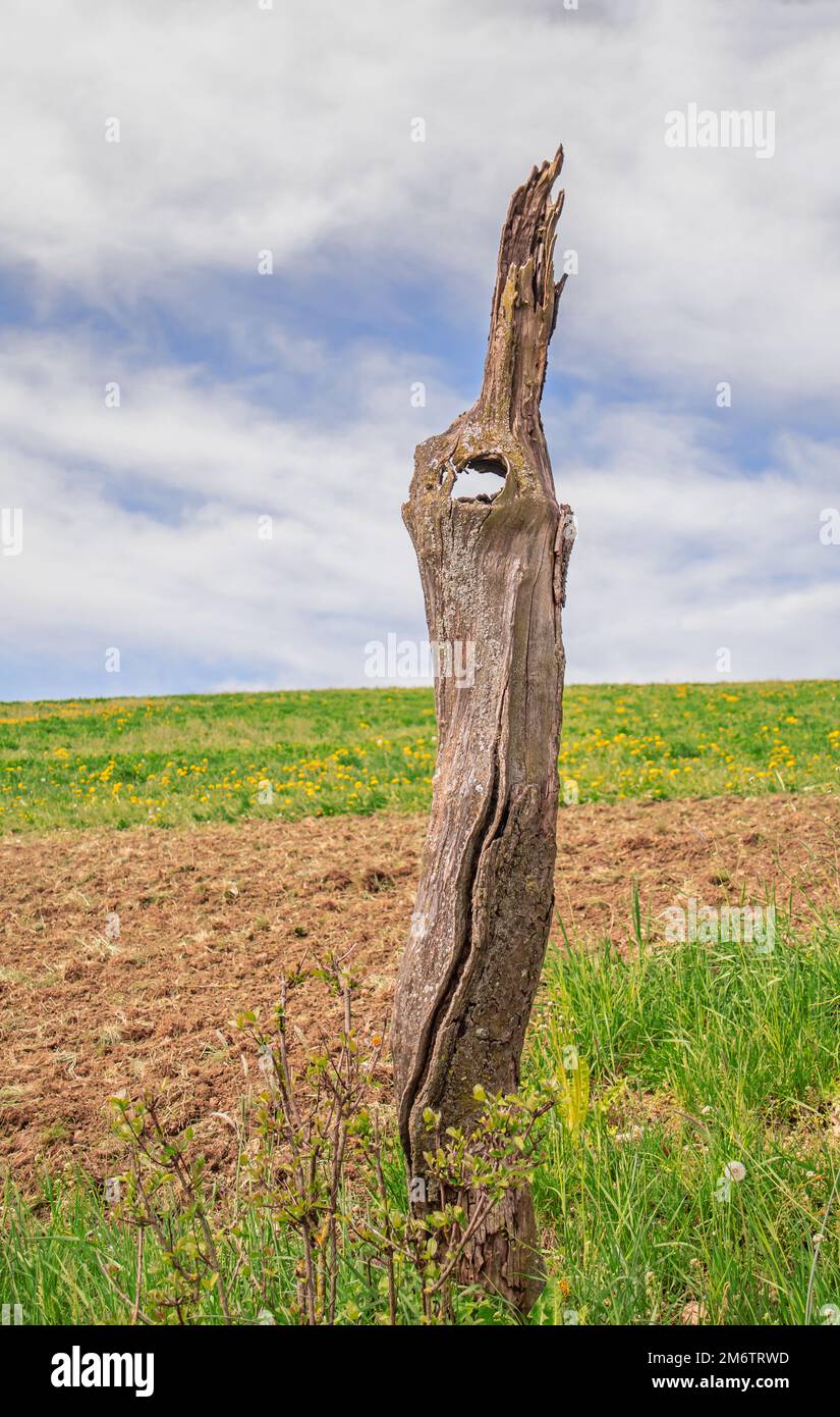 Tree edge hi-res stock photography and images - Alamy