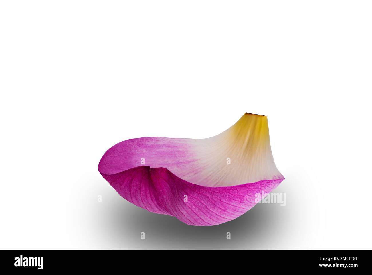 Pink single lotus petal or pink single sacred lotus petal isolated on ...