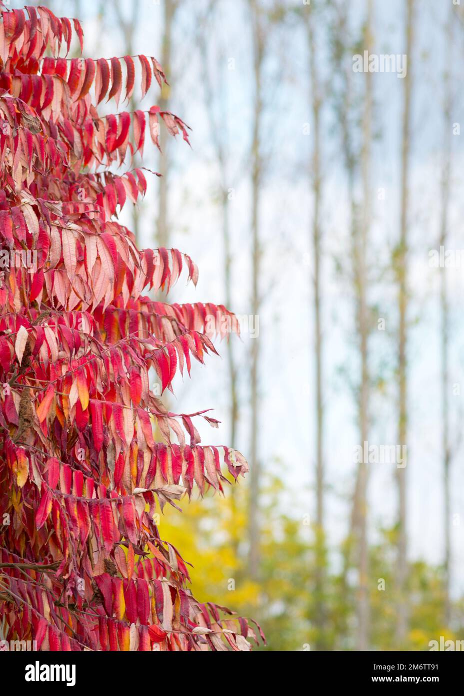 Red leaves in autumn Stock Photo - Alamy