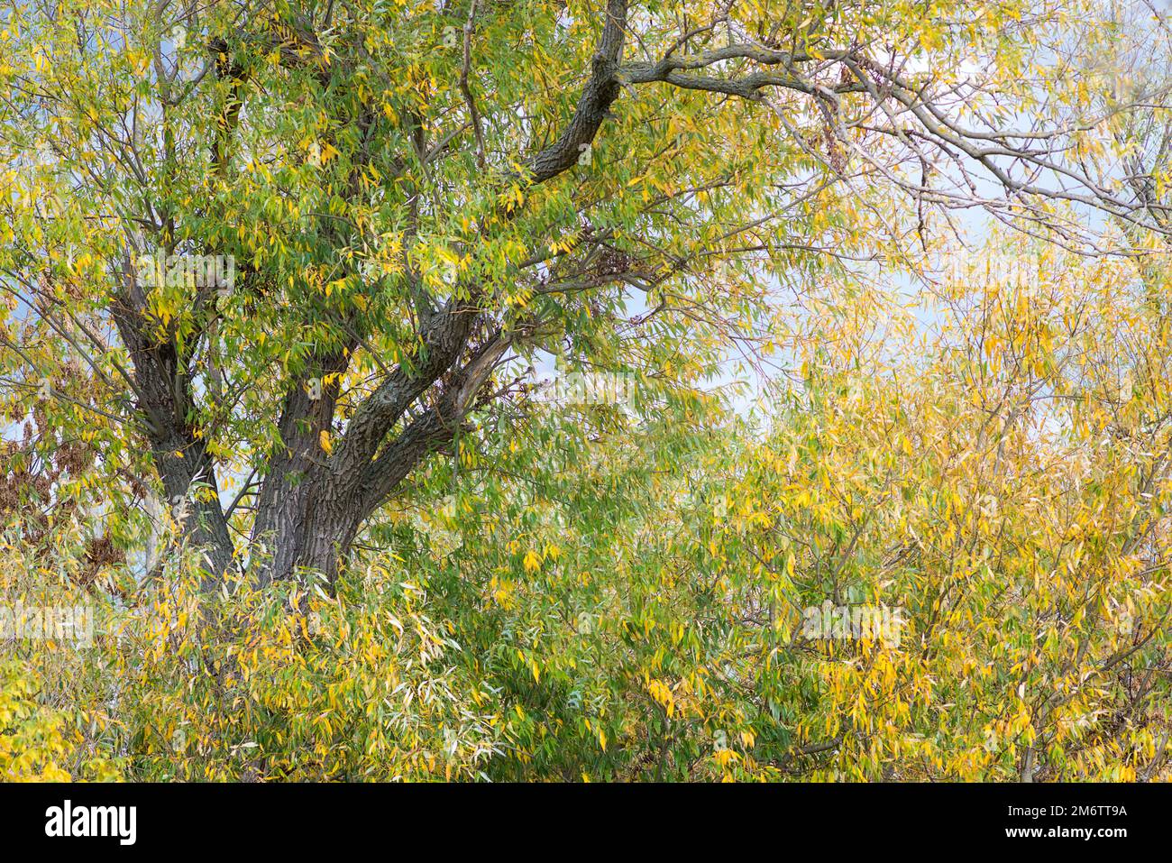 Trees autumn foliage october landscape hi-res stock photography and ...