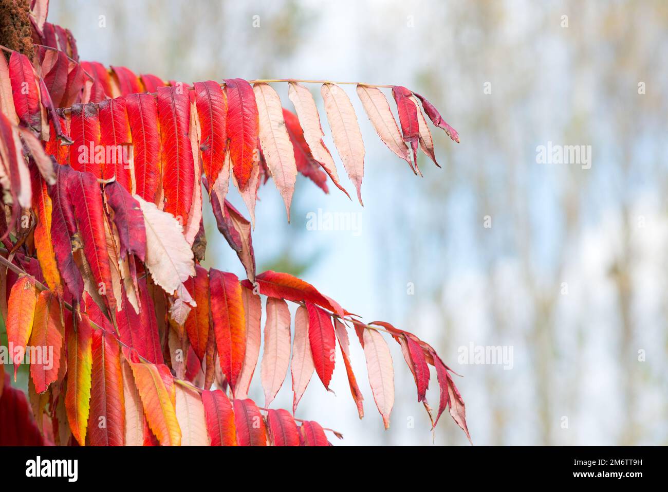 Red leaves in autumn Stock Photo - Alamy