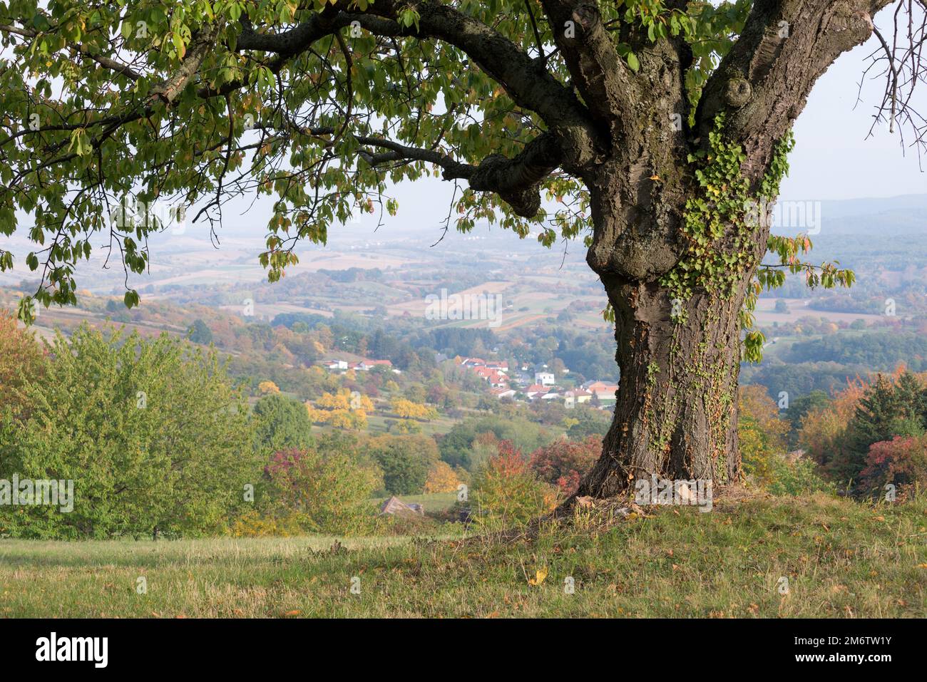 Autumn landscape in a mountain village with a beautiful tree Stock ...
