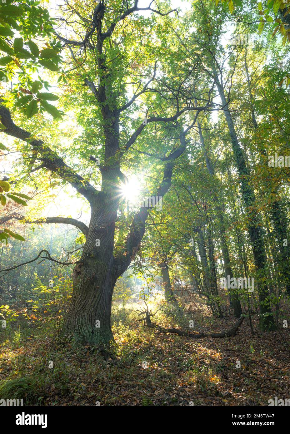 American chestnut tree hi-res stock photography and images - Alamy