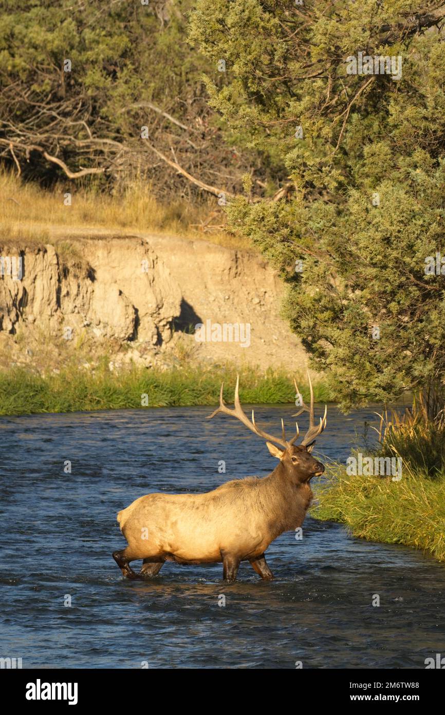 Elk in river hi-res stock photography and images - Alamy