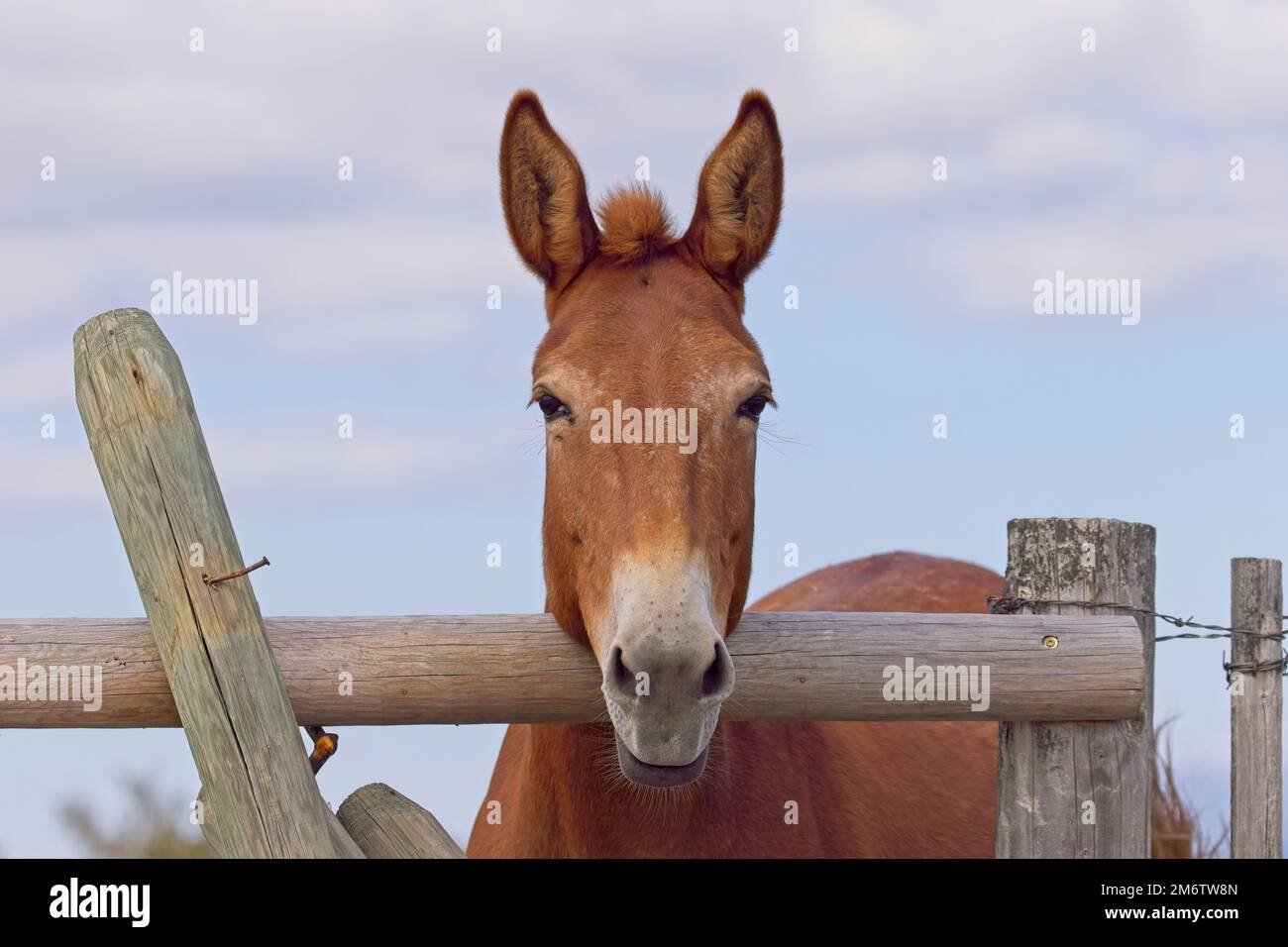 Donkey looking into camera hi-res stock photography and images - Alamy