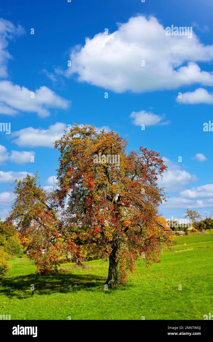 An old pear tree in an autumn robe Stock Photo - Alamy