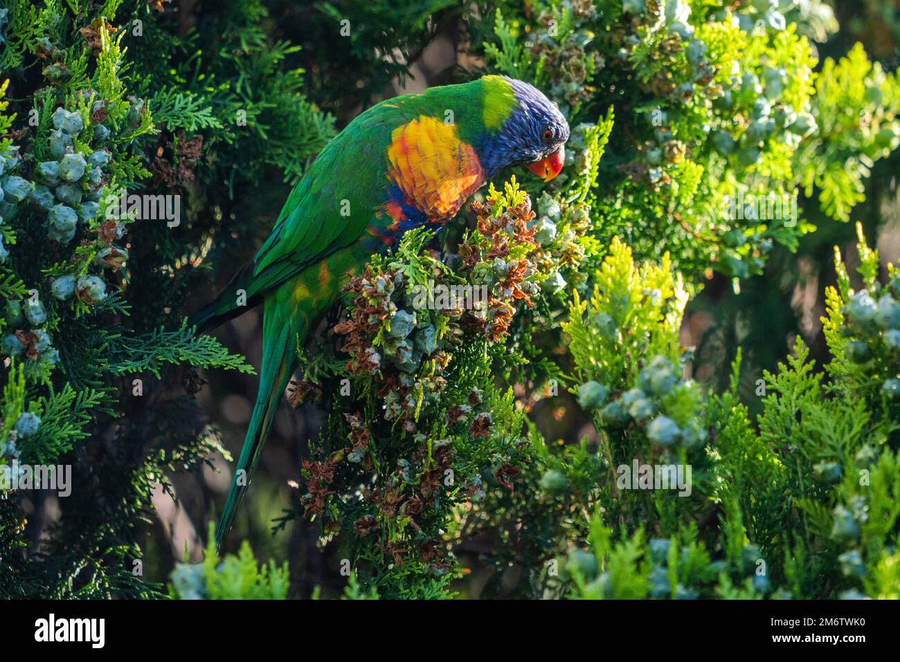 An Australian rainbow lorikeet (Trichoglossus Moluccanus) feeding on ...