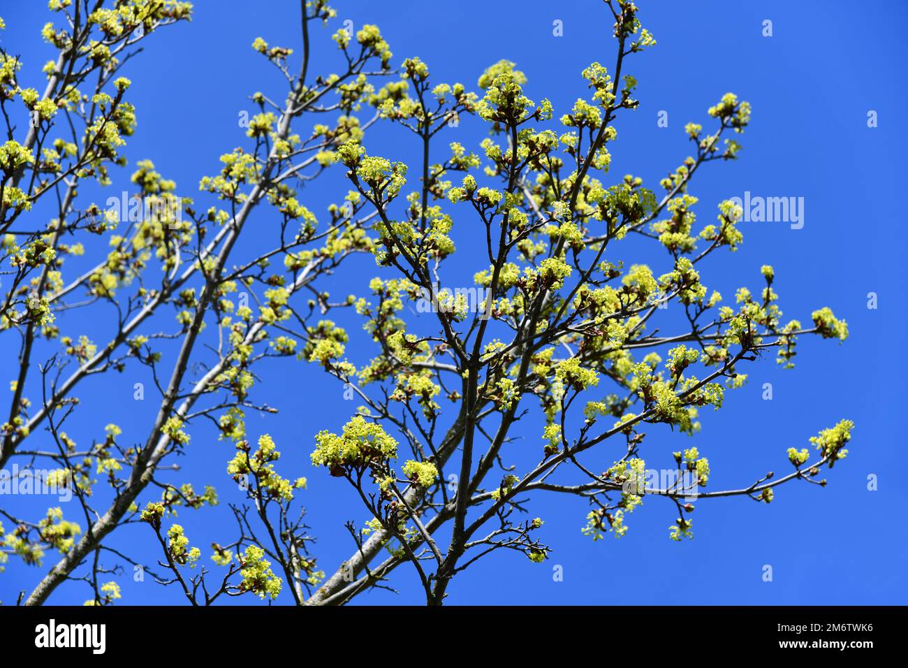Field maples tree garden hi-res stock photography and images - Alamy