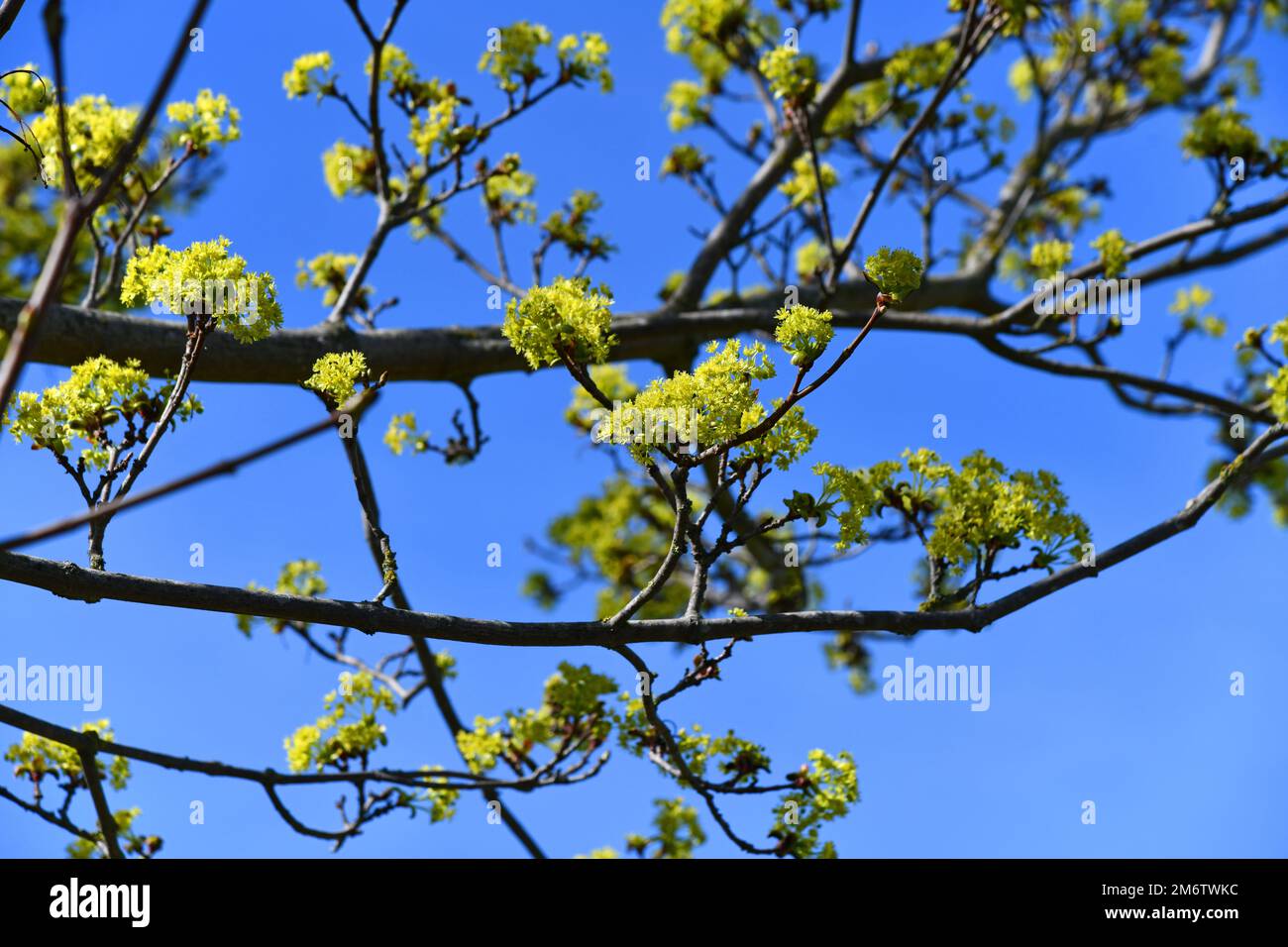 Field maples tree garden hi-res stock photography and images - Alamy