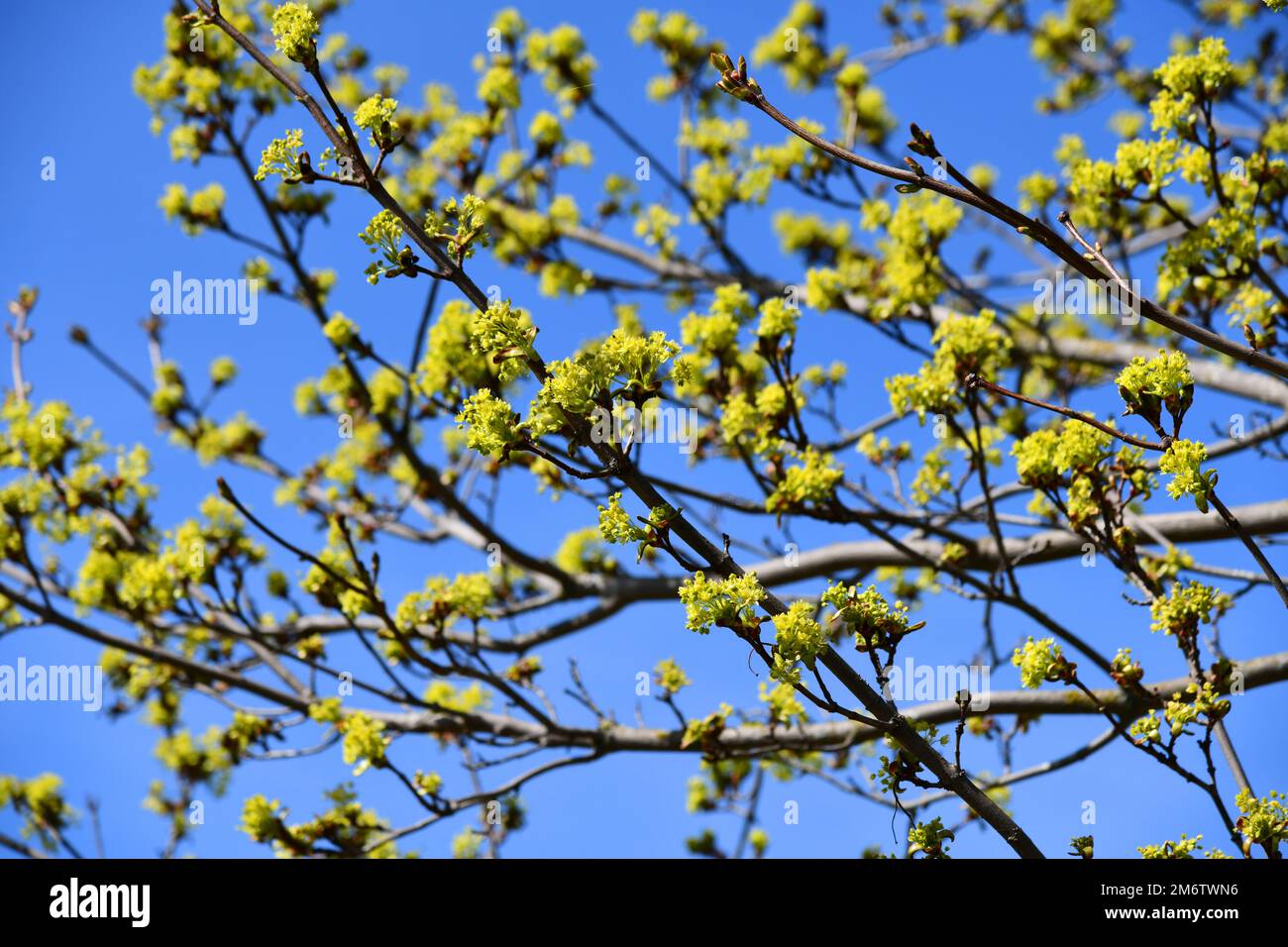 Field maples tree garden hi-res stock photography and images - Alamy