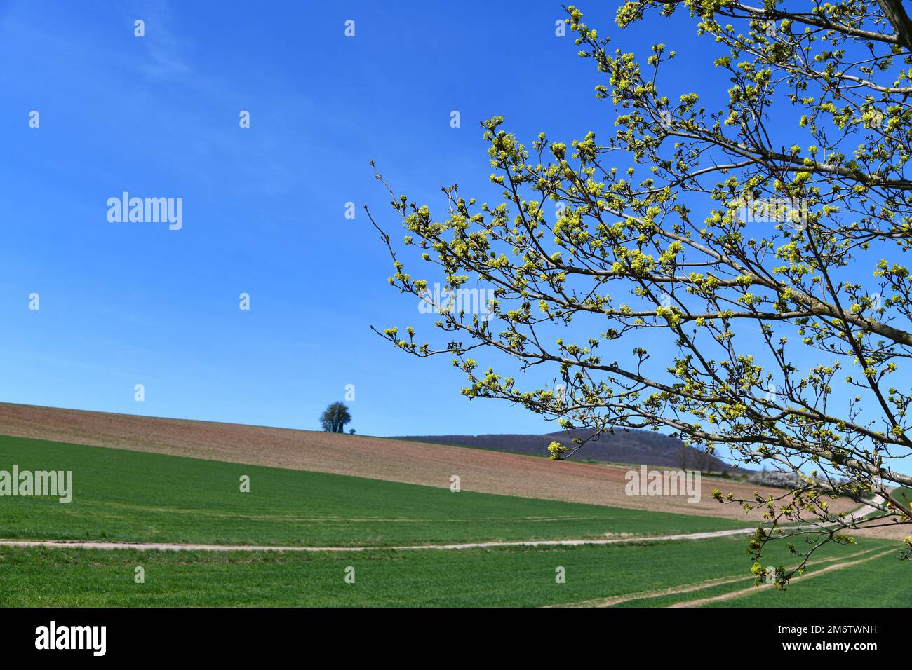 Field maples tree garden hi-res stock photography and images - Alamy
