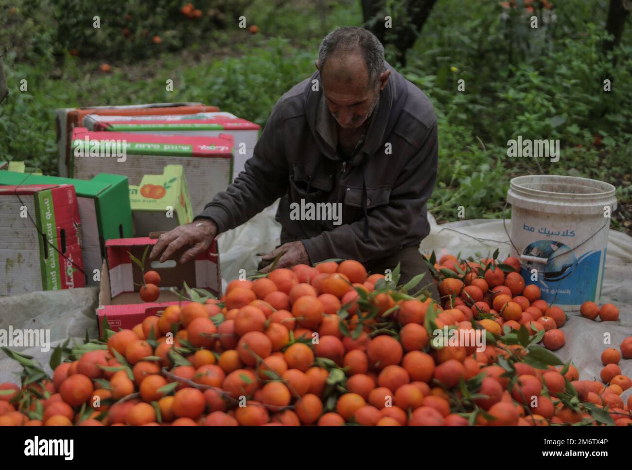 Gaza, Palestine. 4th Jan, 2023. A Palestinian farmer arranges fresh ...