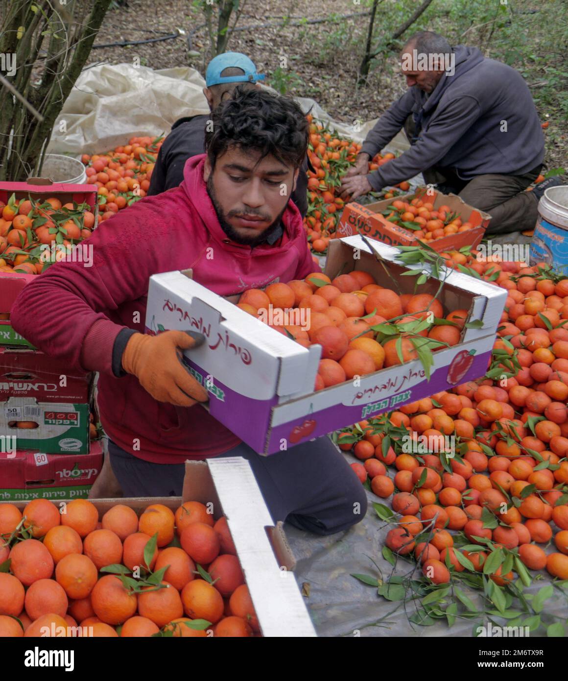 Gaza, Palestine. 4th Jan, 2023. A Palestinian farmer transports citrus ...
