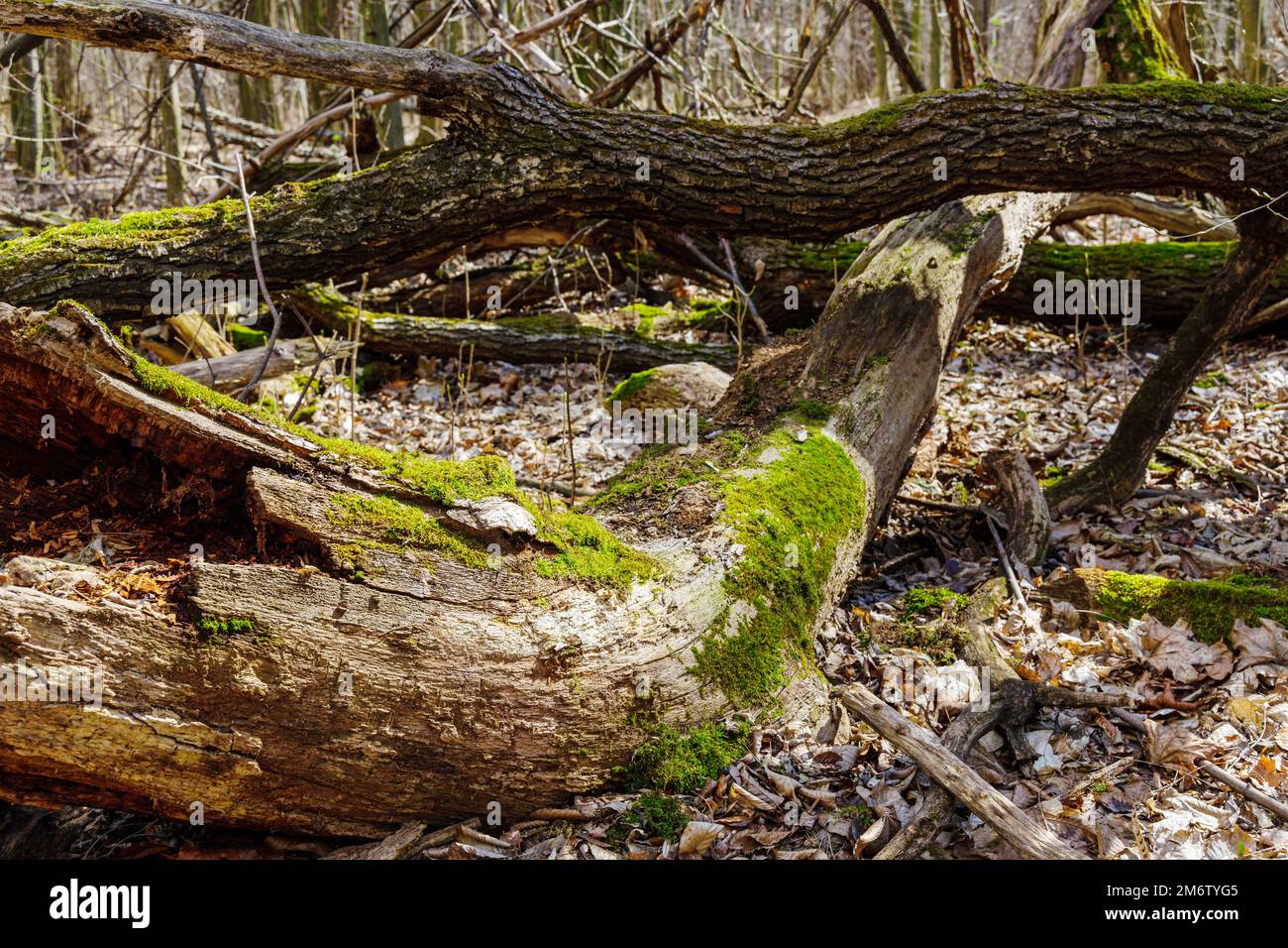 Tree moss spring hi-res stock photography and images - Alamy