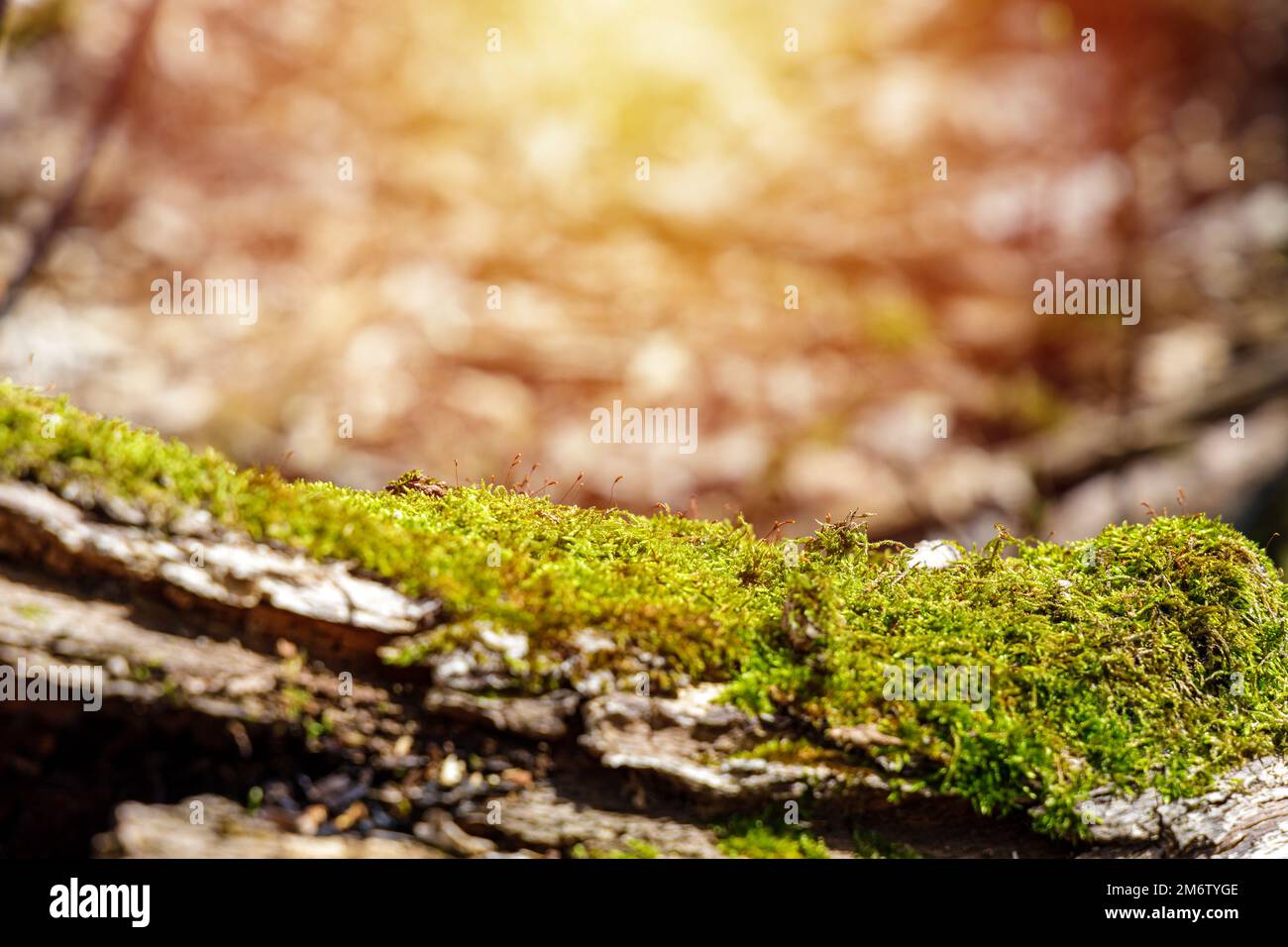 Spring forest landscape, fallen tree covered with moss Stock Photo - Alamy