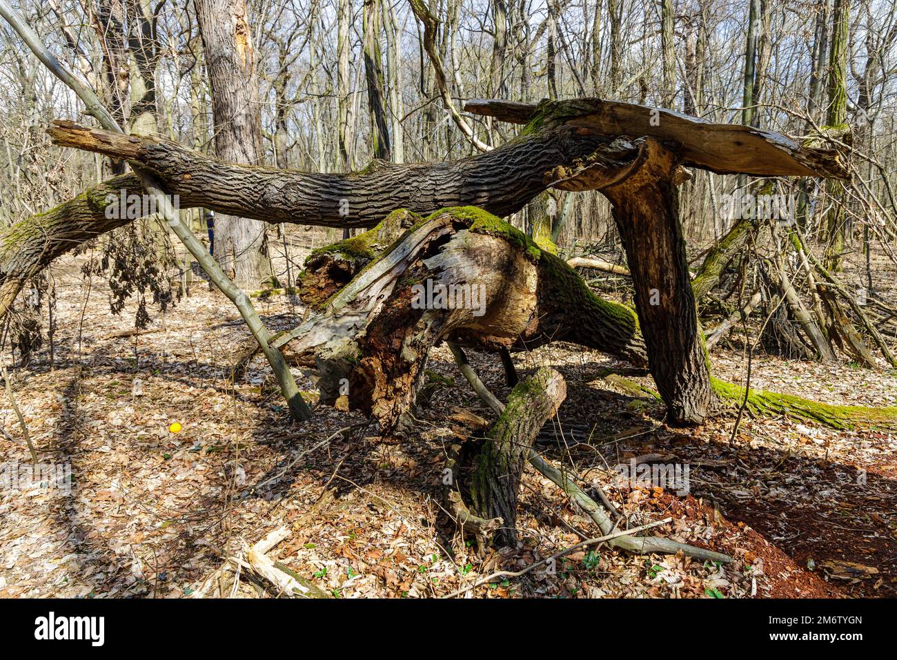 Spring forest landscape, fallen tree covered with moss Stock Photo - Alamy