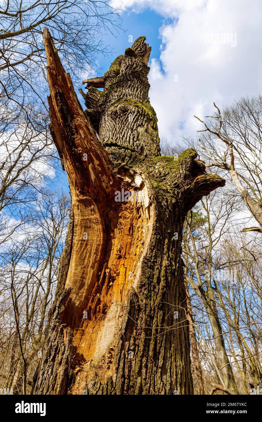 Spring forest landscape, tree hit by lightning covered with moss Stock ...