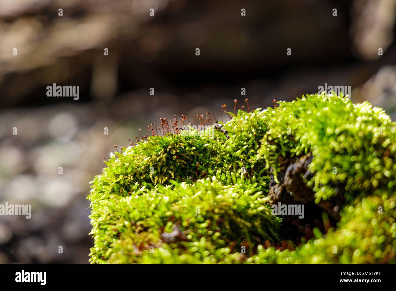 Spring forest landscape, fallen tree covered with moss Stock Photo - Alamy