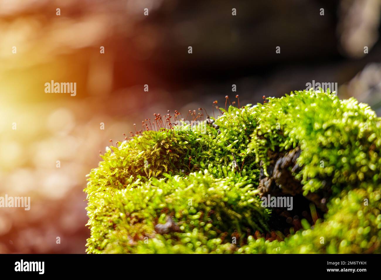 Green spring moss hi-res stock photography and images - Alamy