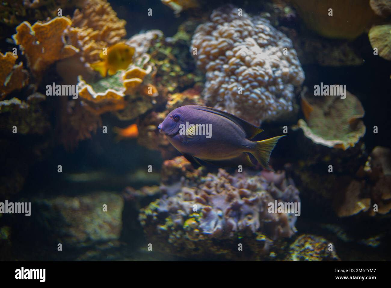 Bright beautiful ocean fish in blue sea water Stock Photo - Alamy