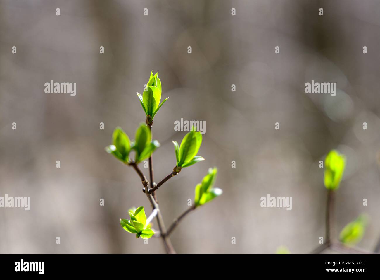 Spring forest landscape, young leaf buds on a branch Stock Photo - Alamy