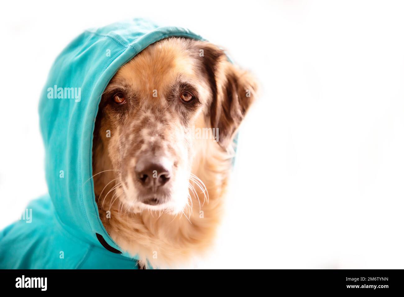 Big dog wearing bright blue hood, white copy space Stock Photo - Alamy