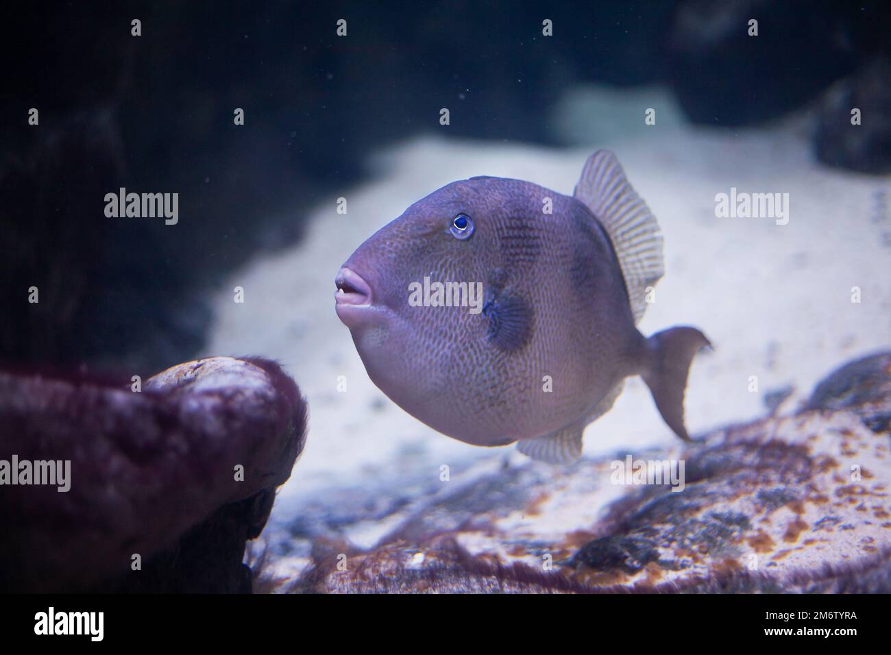 Bright beautiful ocean fish in blue sea water Stock Photo - Alamy