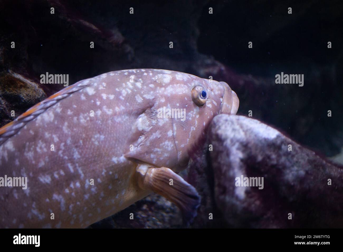 Bright beautiful ocean fish in blue sea water Stock Photo - Alamy