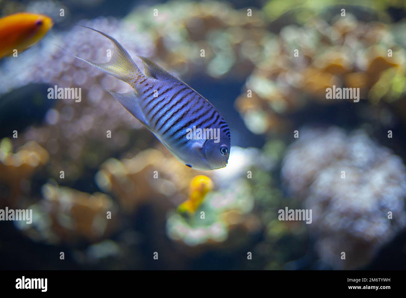 Bright beautiful ocean fish in blue sea water Stock Photo - Alamy