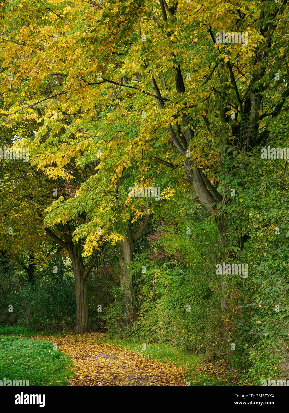 Autumn at a small river in westphalia Stock Photo - Alamy
