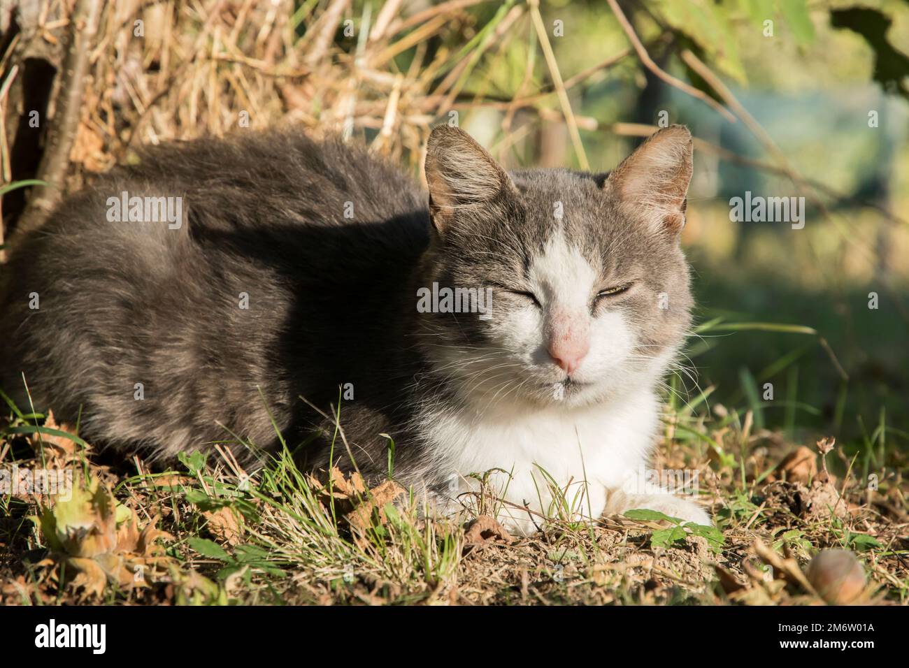 Country cat hi-res stock photography and images - Alamy