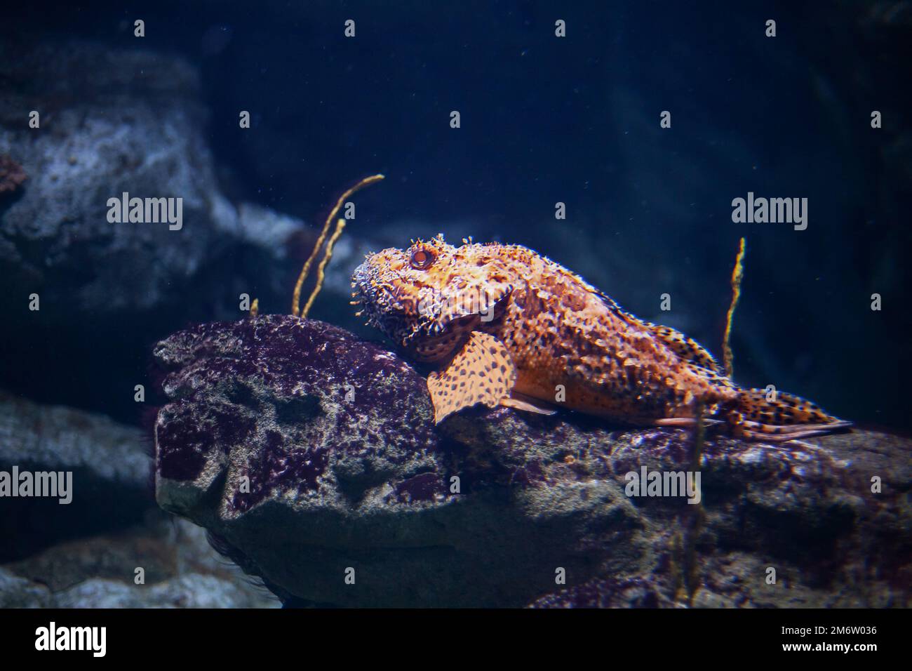Bright beautiful ocean fish in blue sea water Stock Photo - Alamy