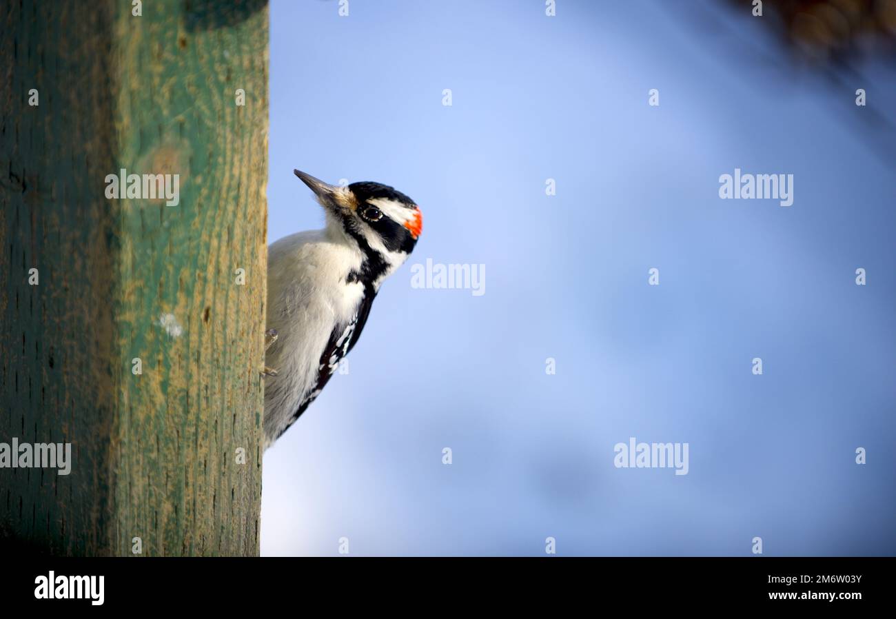 Hairy woodpecker, Leuconotopicus villosus Stock Photo - Alamy