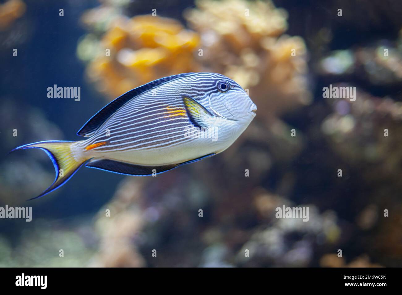 Prettiest Ocean Fish