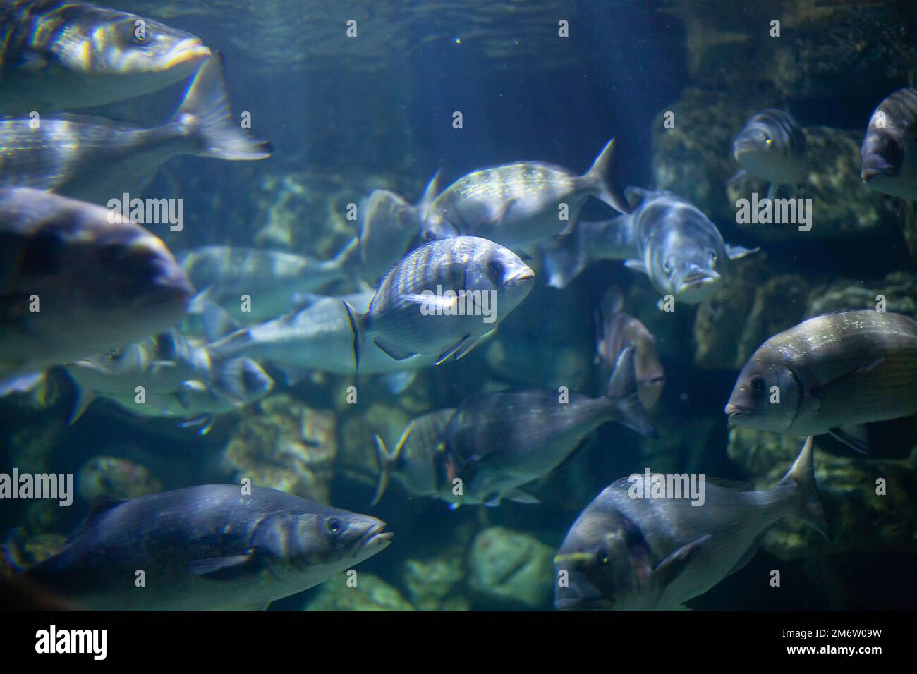 Bright beautiful ocean fish in blue sea water Stock Photo - Alamy