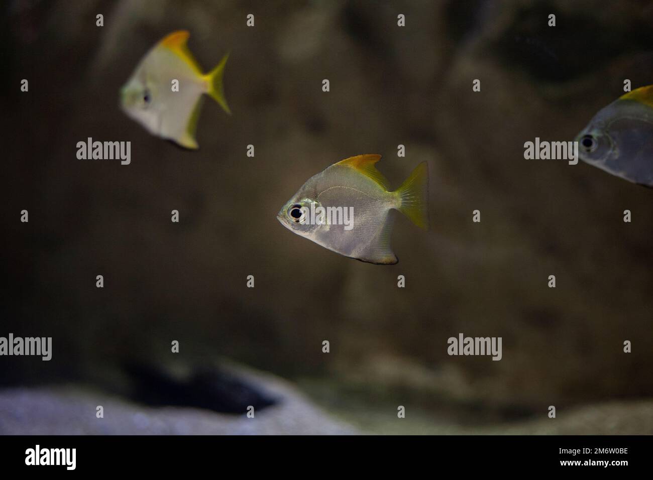 Bright beautiful ocean fish in blue sea water Stock Photo - Alamy