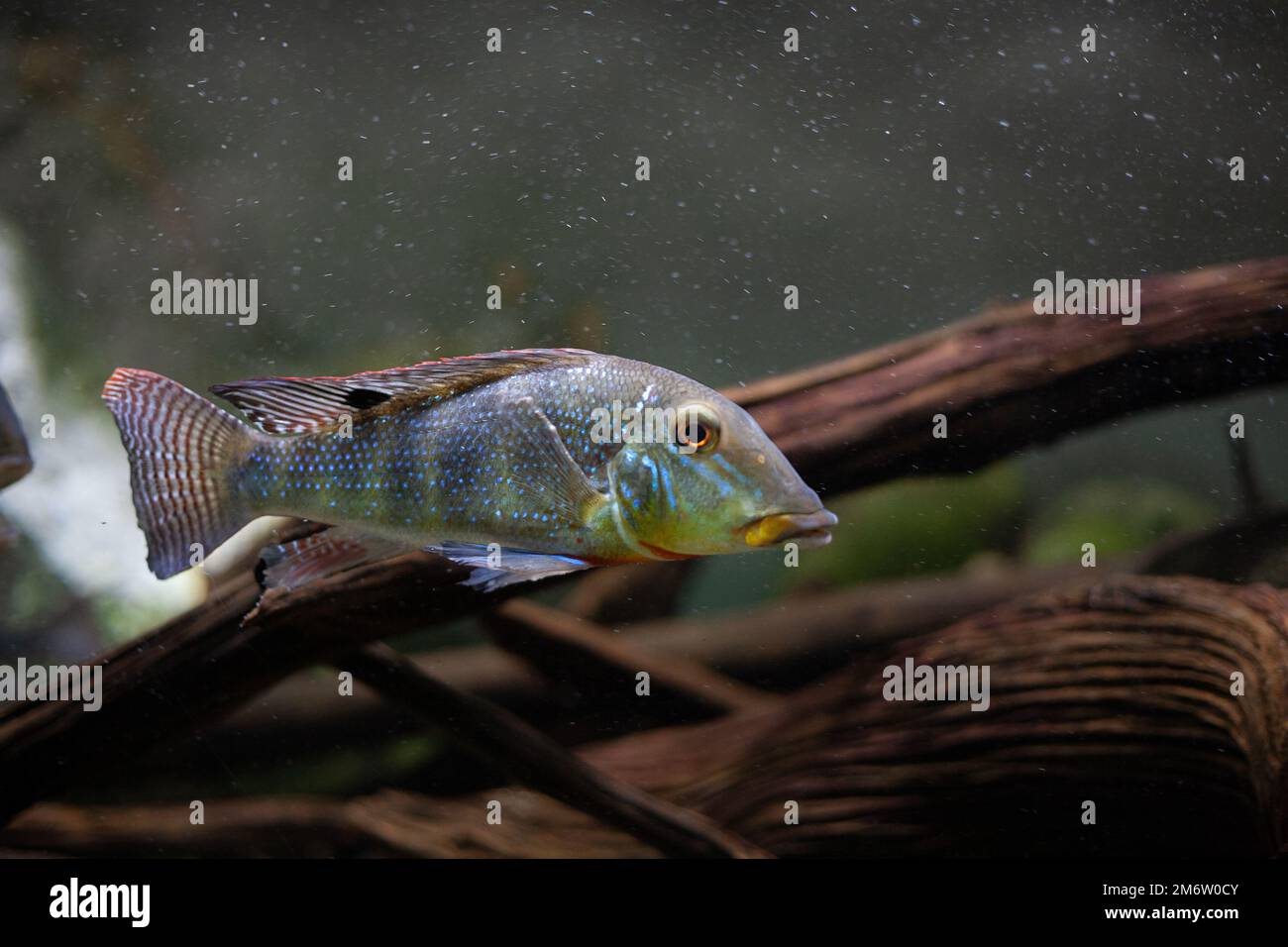 Bright beautiful ocean fish in blue sea water Stock Photo - Alamy