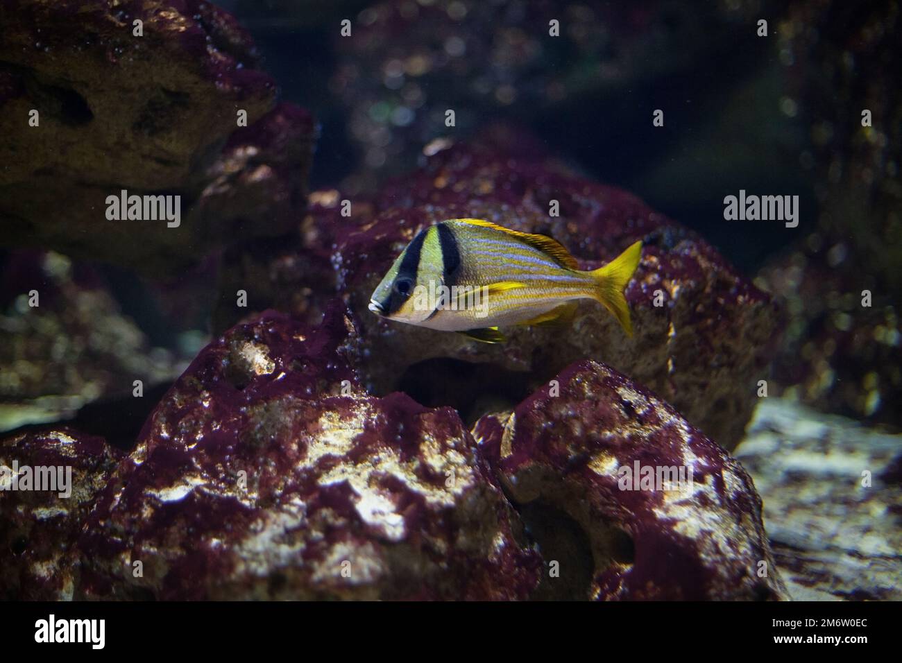 Bright beautiful ocean fish in blue sea water Stock Photo - Alamy