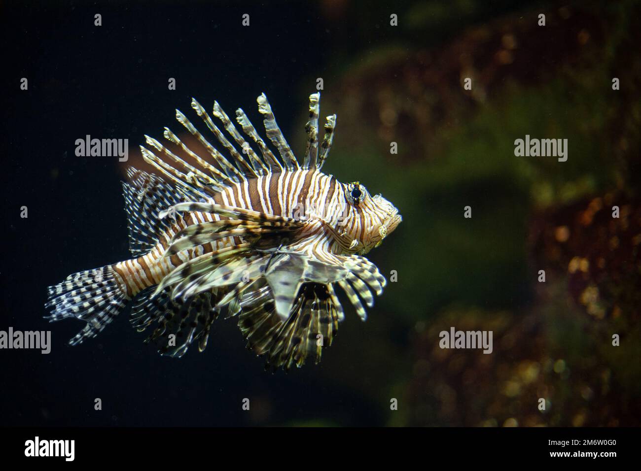 Bright beautiful ocean fish in blue sea water Stock Photo - Alamy