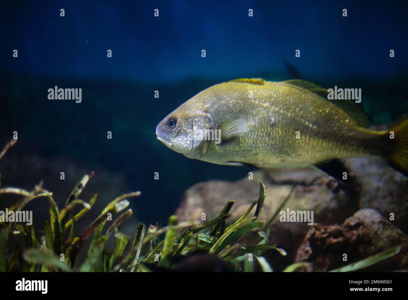 Bright beautiful ocean fish in blue sea water Stock Photo - Alamy