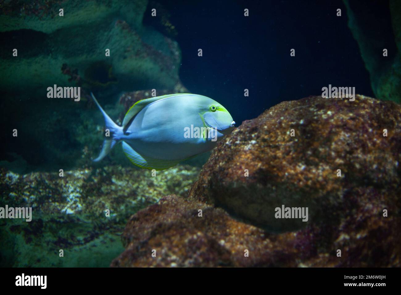 Bright beautiful ocean fish in blue sea water Stock Photo - Alamy