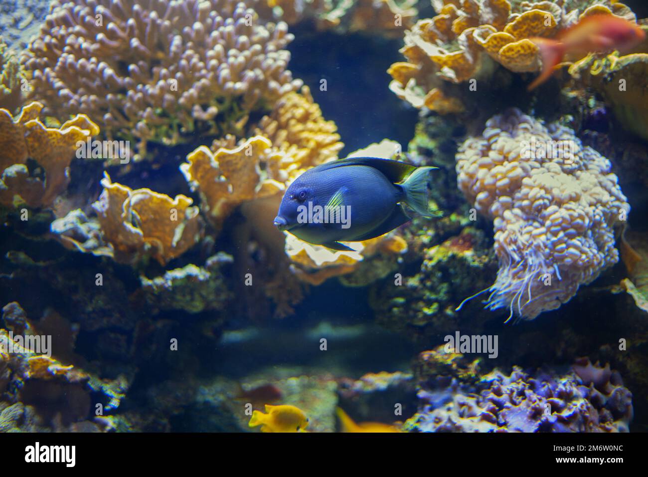 Bright beautiful ocean fish in blue sea water Stock Photo - Alamy